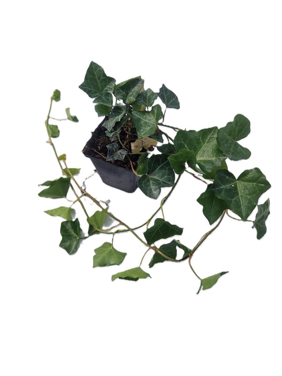 Hedera hibernica - Vera nv